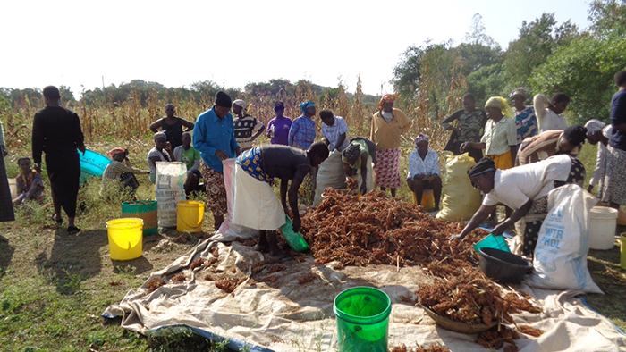 Food Security Program Apisotol